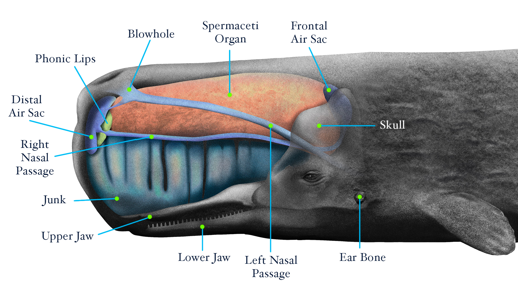 Behavior Communicating Sperm Whales Behavior Communicating Sperm Whales