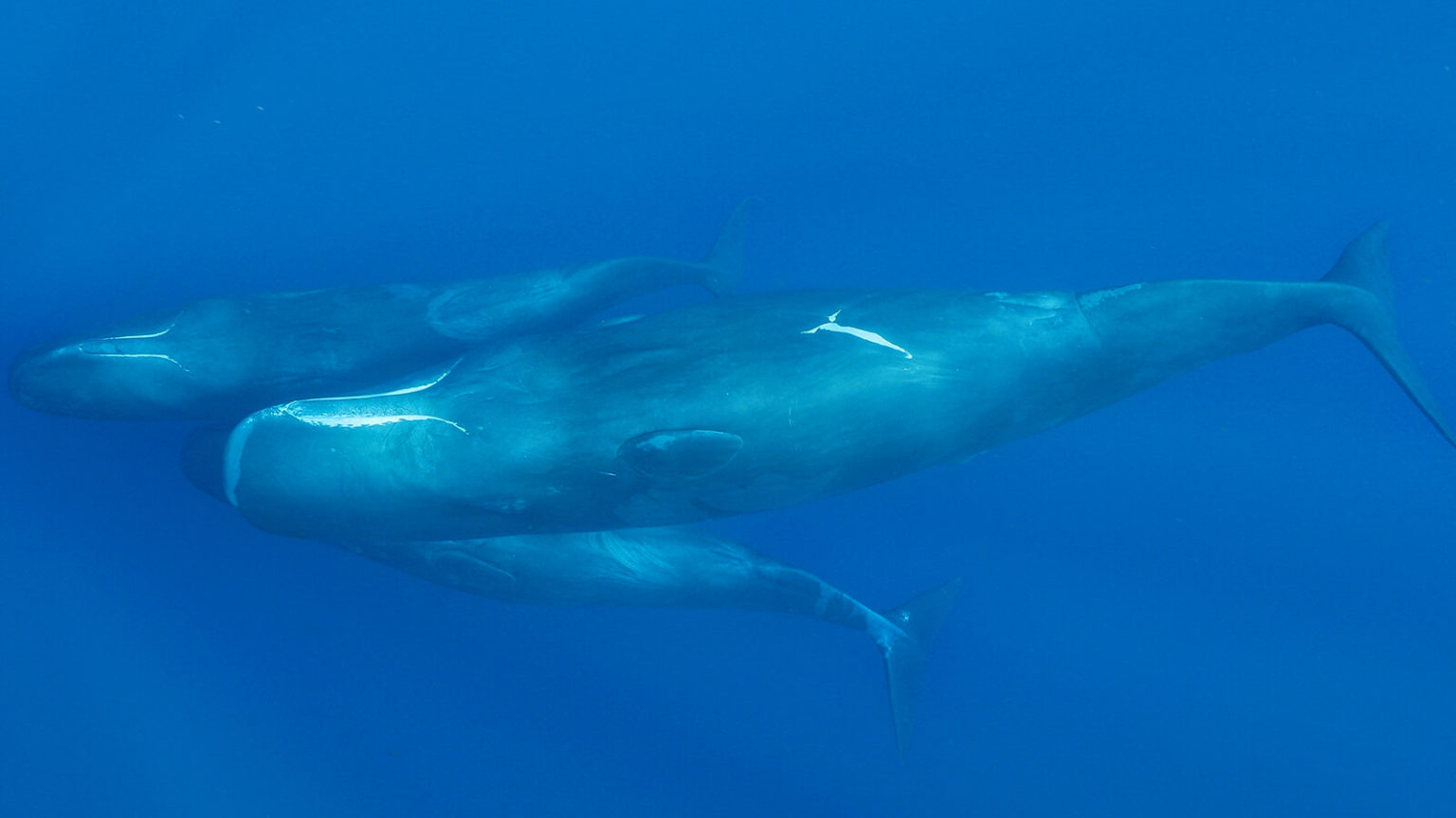 Fun Facts – Sperm Whales