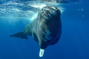 Fun Facts – Sperm Whales