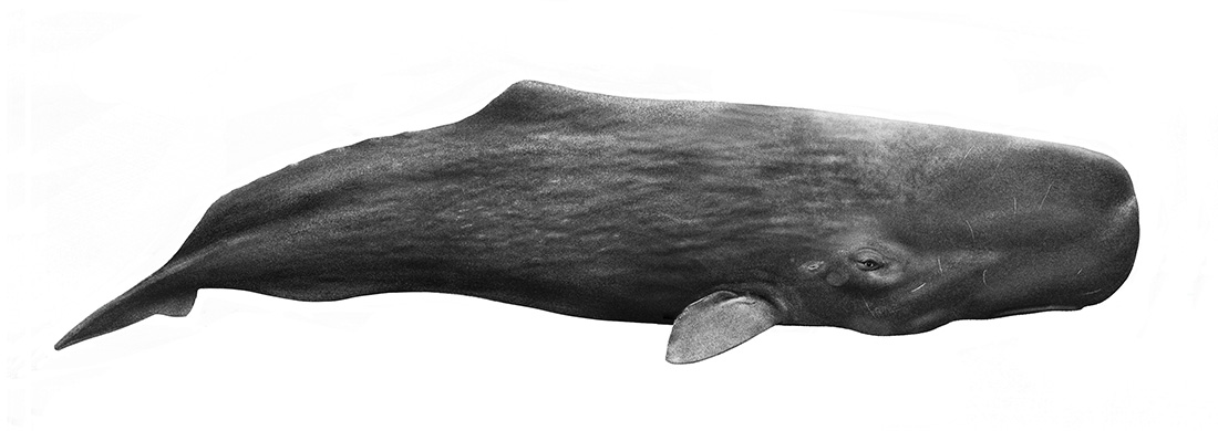 Laius’s Calf, 2021 – Sperm Whales