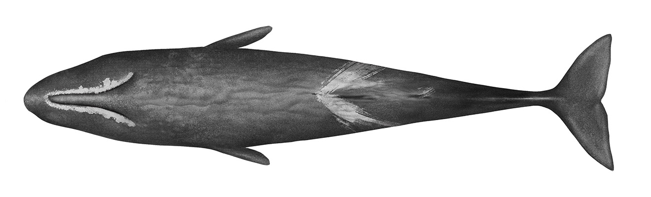 Laius’s Calf, 2021 – Sperm Whales